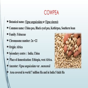 cowpea.pptx weed management in rice need | PPTX