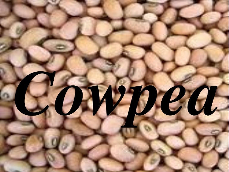 Cowpea 12
