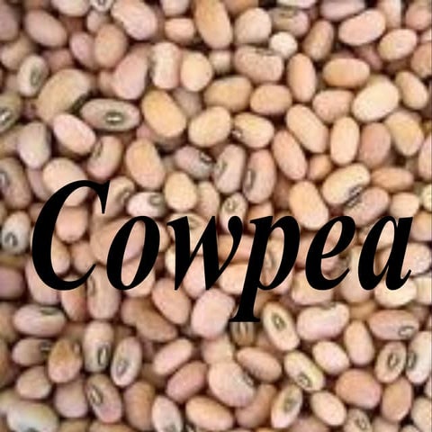 Cowpea 12 | PDF