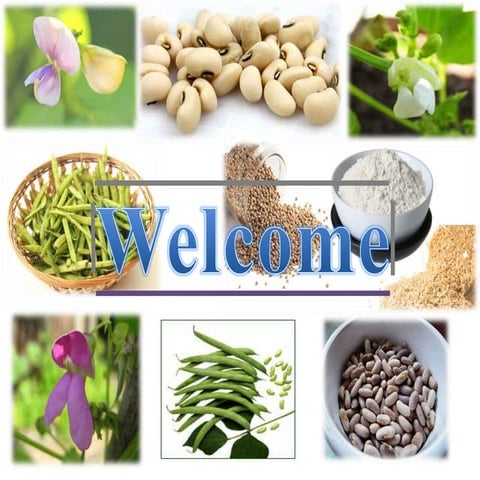 Production Thechnology of Leguminous Summer Vegetables | PPTX