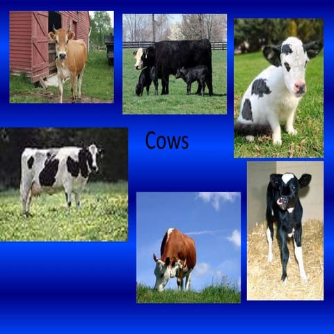 141438_primary-powerpoint-dairy-cows.pptx