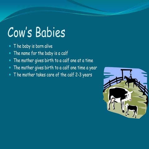 Cow’s babies | PPTX