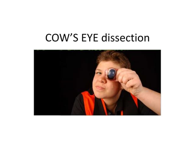 Cow eye – dissection and label | PPTX