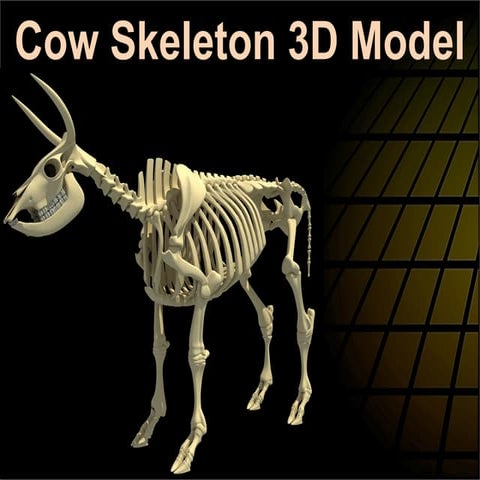 Cow Skeleton | PPT