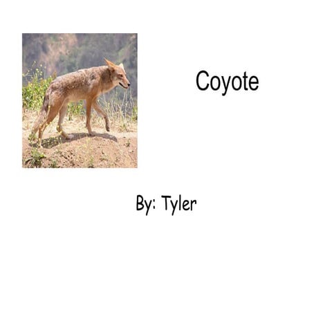 Coyote by Tyler | PPT