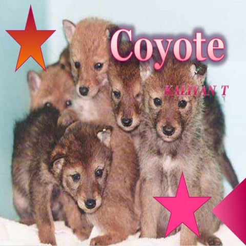 Coyote | PDF