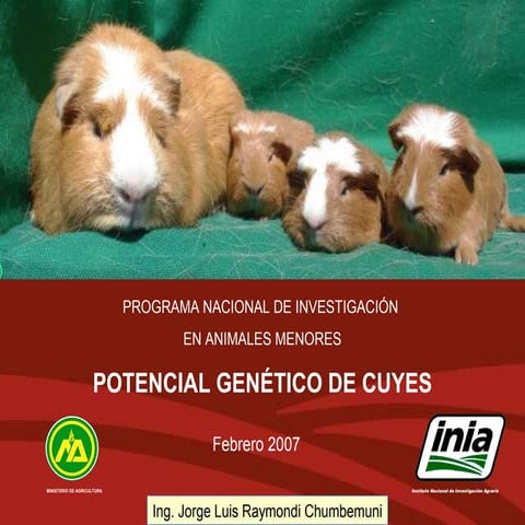 RAZAS Y LINEAS GENETICAS DE LOS CUYES www.peru-cuy.com