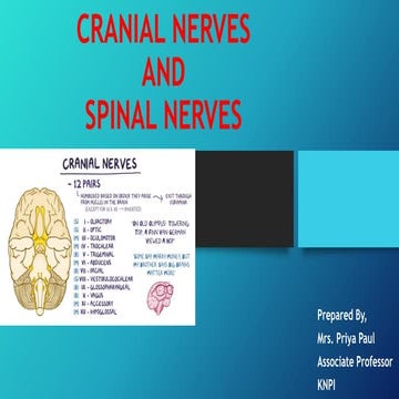CRANIAL AND SPINAL NERVES.pdf good ppt for | PDF