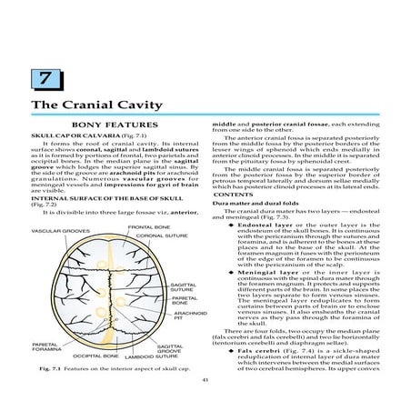 Cranial Cavity Cranial Cavity And Brain Brain