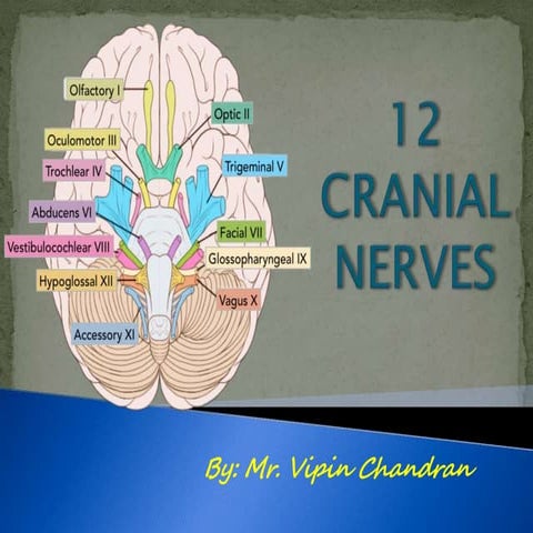 Cranial nerve, Nervous system, Anatomy and Physiology | PPTX