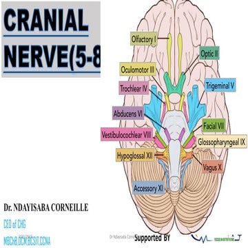 Pair_of _Cranial_nerve_ (from_ CN5_ TO_ CN8) | PPT