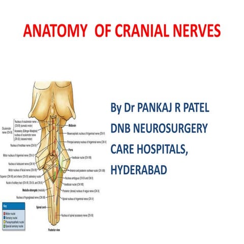MICROSURGICAL ANATOMY OF CRANIAL NERVES | PPTX