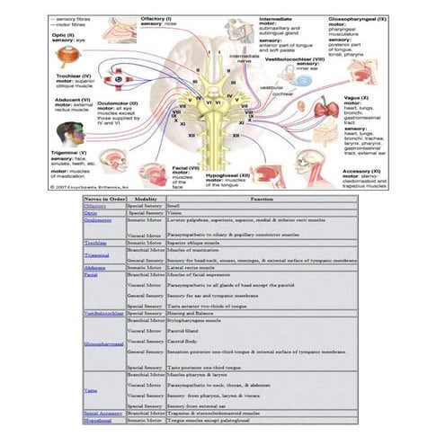 Cranial nerves | PDF