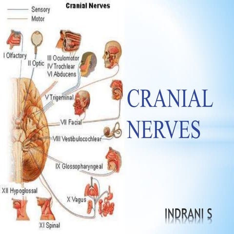 Cranial nerves functions and dysfunctions.pptx