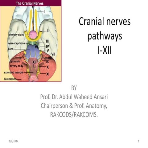 Cranial nerves pathways | PPTX