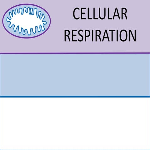 Cellular Respiration Animation | PPT