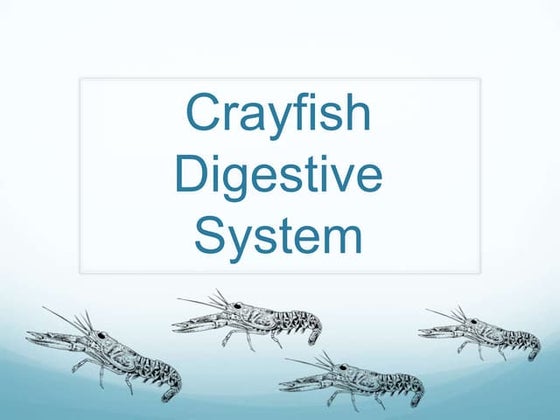 Crayfish dissection diagrams | PPT