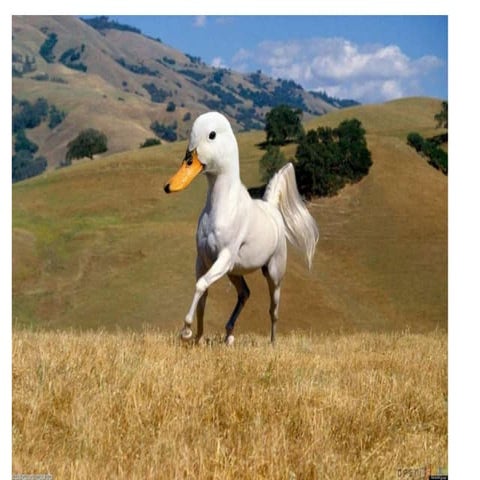 Create animal | PPTX