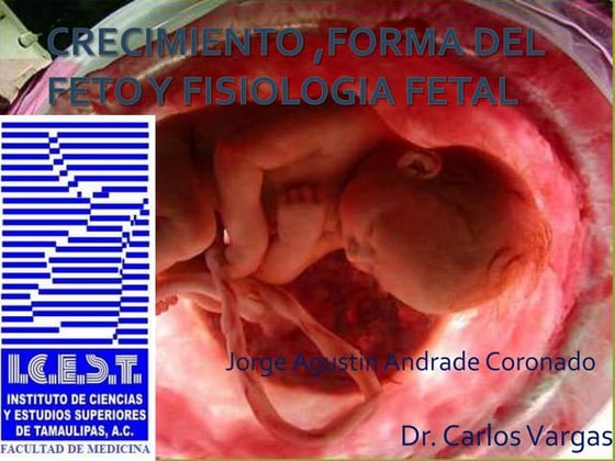 Anatomia del aparato reproductor femenino | PPTX | Pregnancy | Reproductive Health