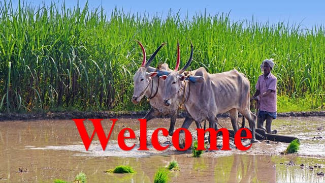 AGRICULTURE AND RURAL DEVELOPMENT PROGRAMME | PPTX