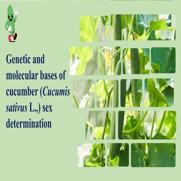 Genetic and molecular bases of cucumber sex determination. | PPTX