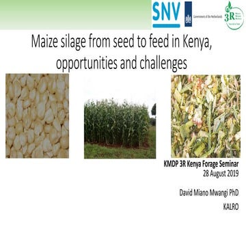 Maize silage from seed to feed in Kenya (opportunities and challenges ...