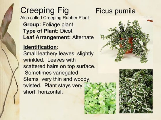 Roots And Shoots | PPT