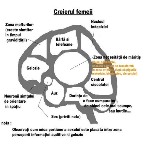 Cum functioneaza creierul uman? | PPT
