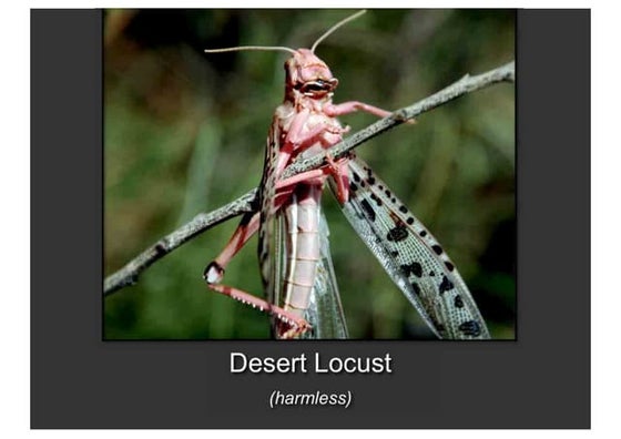 Nayyara Experience Certificate | PDF