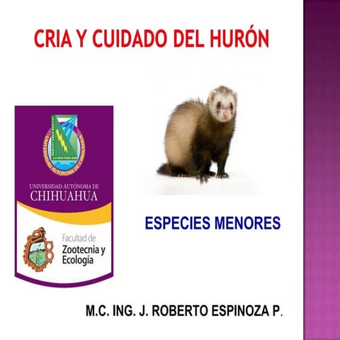Cria y cuidado del huron | PPT