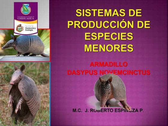 Armadillo Deck | PPT