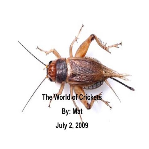 Crickets | PPT