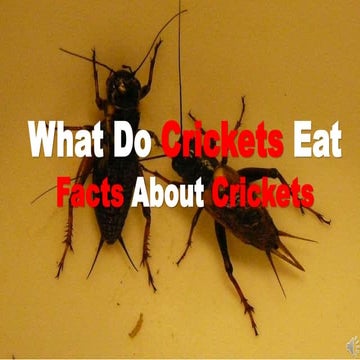 Facts About Crickets: What Food Do Crickets Eat? | PPT