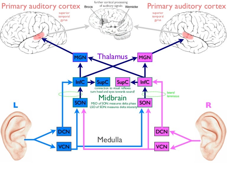Overview of the auditory pathway