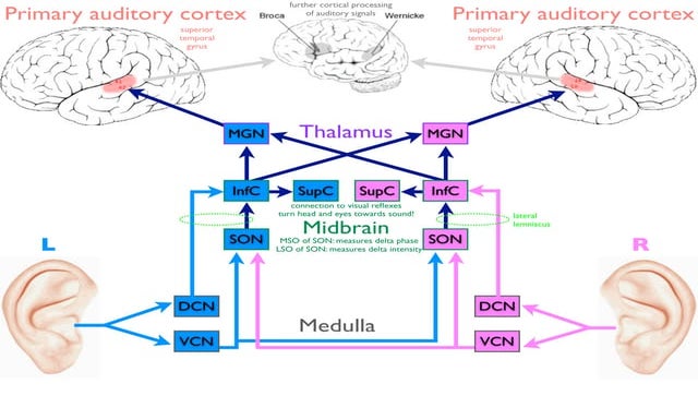 Auditory Pathway Steps