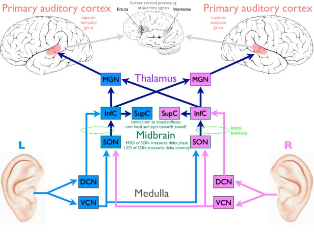 Visual and auditory cortex | PPTX
