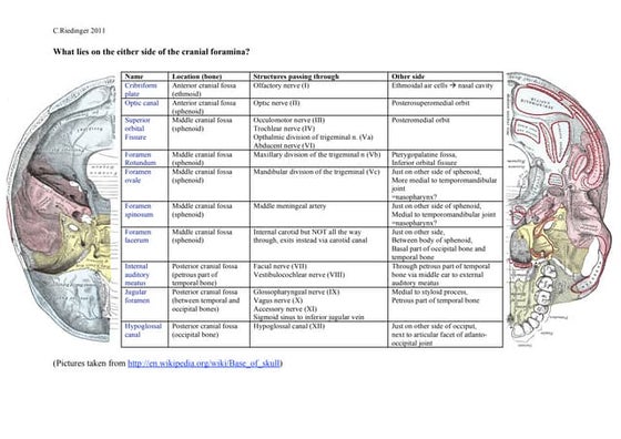Table 1 Foramina Of Skull | DOC | Death, Injury, or Military Conflict ...
