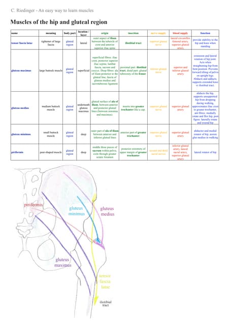 An easy way to learn upper limb muscles | PDF