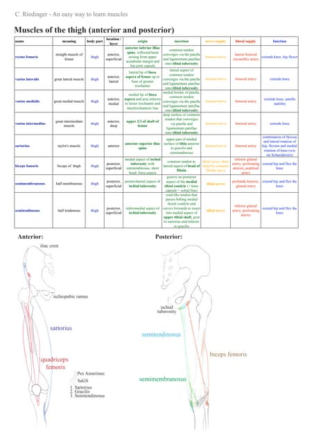 Origin and insertion of major muscles & fibre