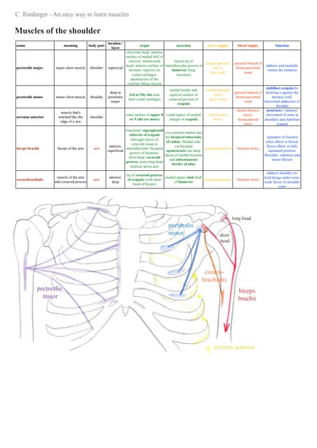 An easy way to learn upper limb muscles | PDF
