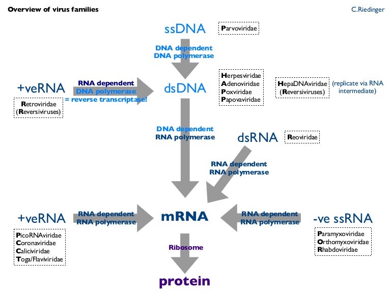 Overview of families of viruses