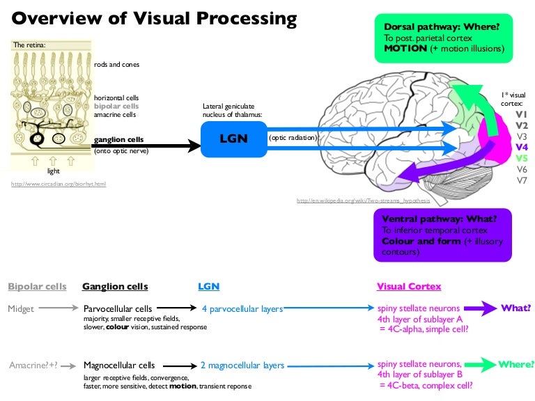 Overview of Visual Pathway and Processing