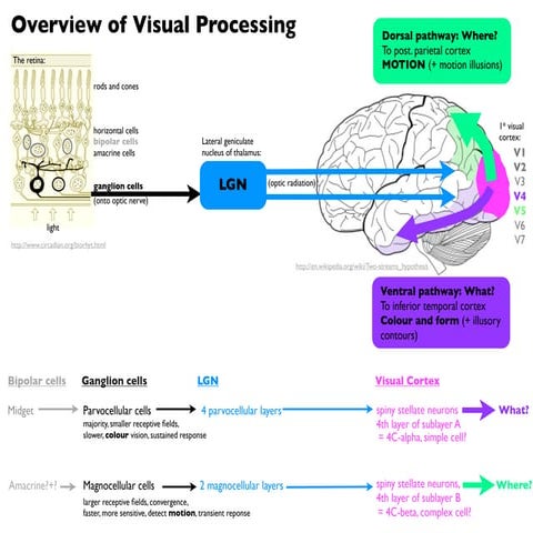 Overview of Visual Pathway and Processing | PDF
