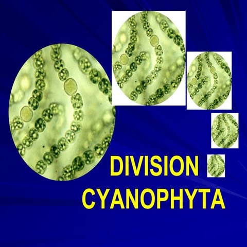 Chrysophyta | PPT