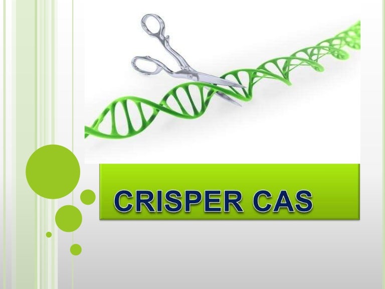 Crisper cas