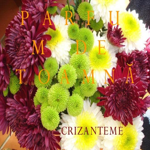 Crizanteme | PPS