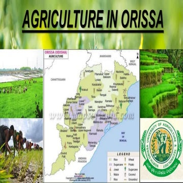 Agriculture in orissa | PPTX
