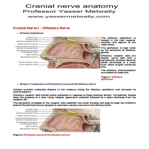 Neuroanatomy...Cranial nerve anatomy | PDF
