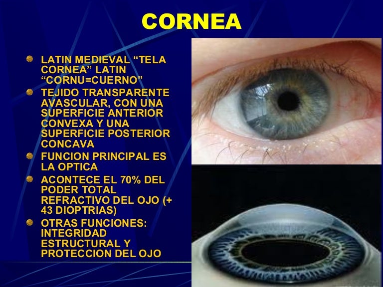 Córnea