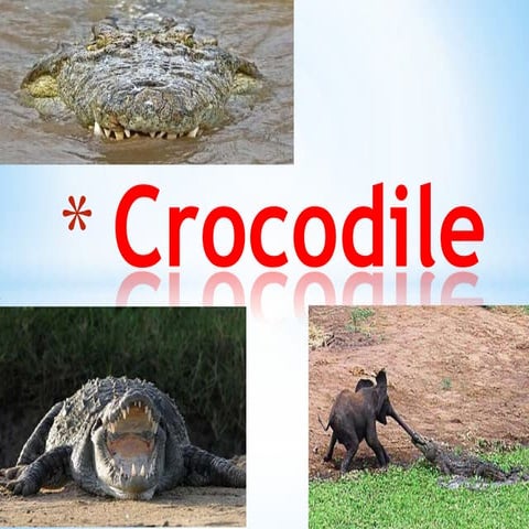 Crocodile | PPTX